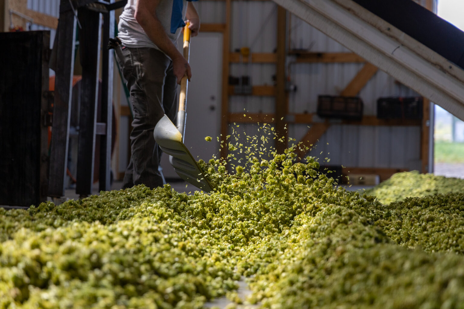 2024 Fresh Hop Beers are Ripe for the Picking - Colorado Brewers Guild